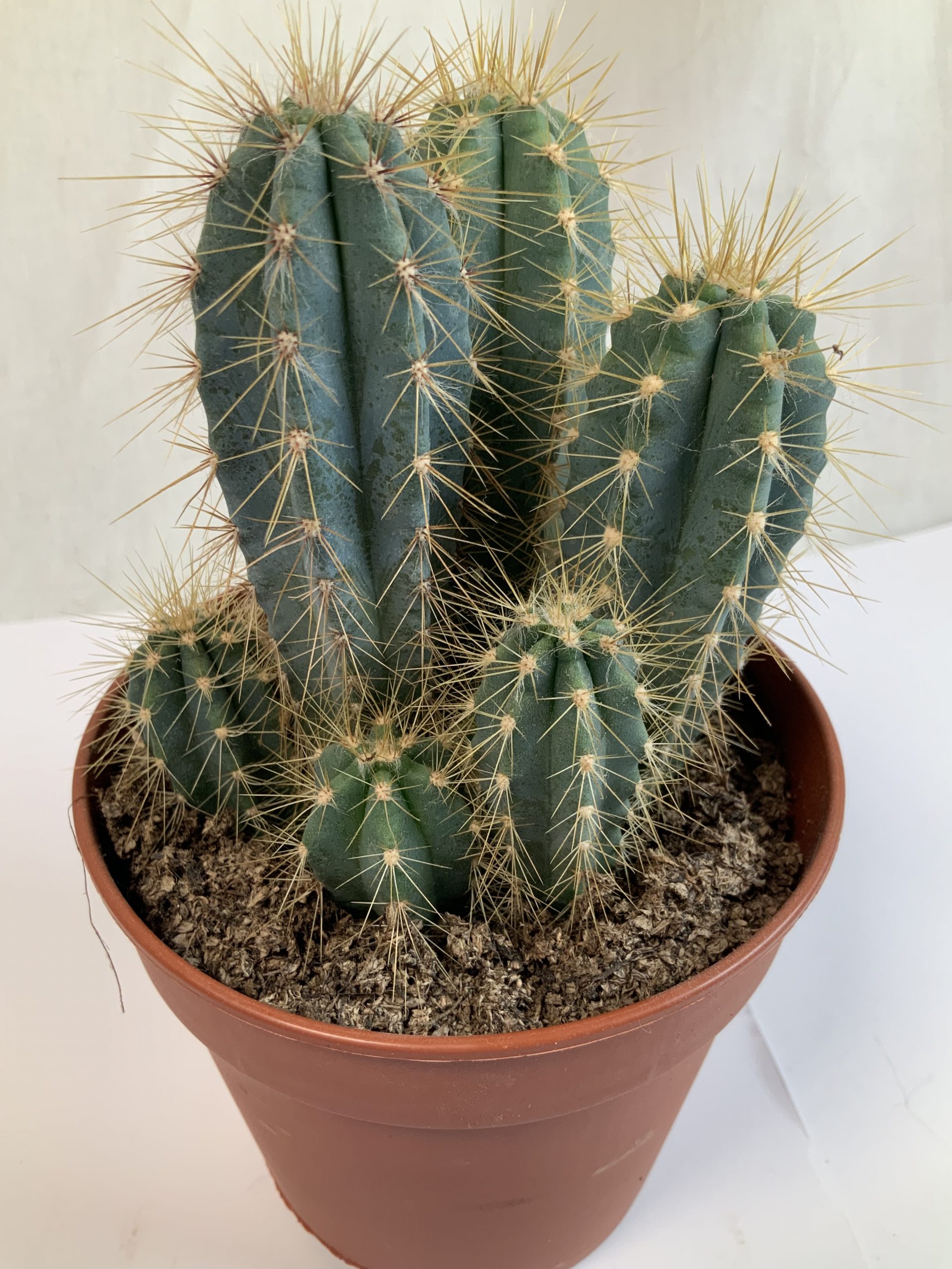 Pilosocereus Azureus
