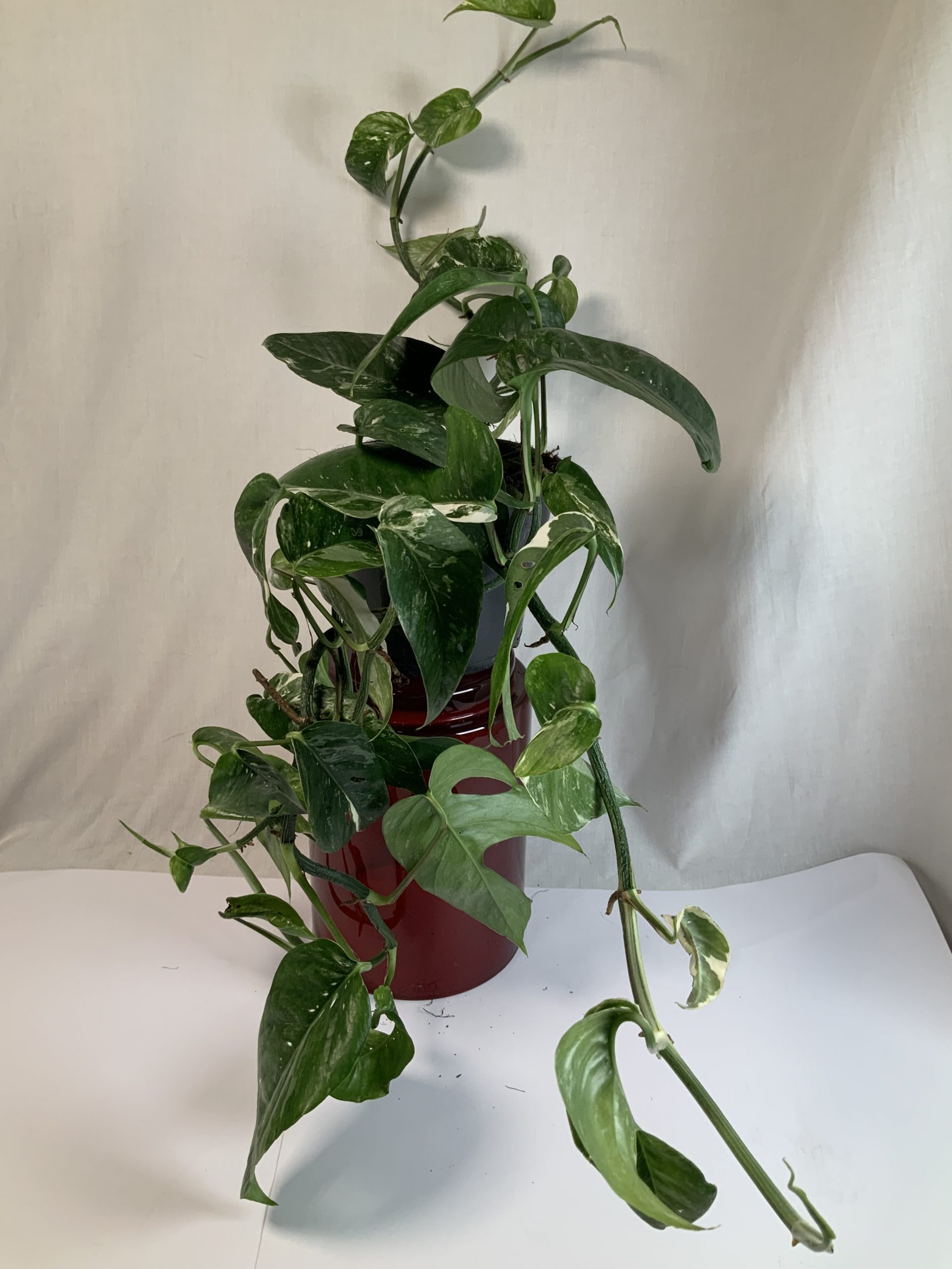 Epipremnum Pinnatum Variegata - Jo Plants
