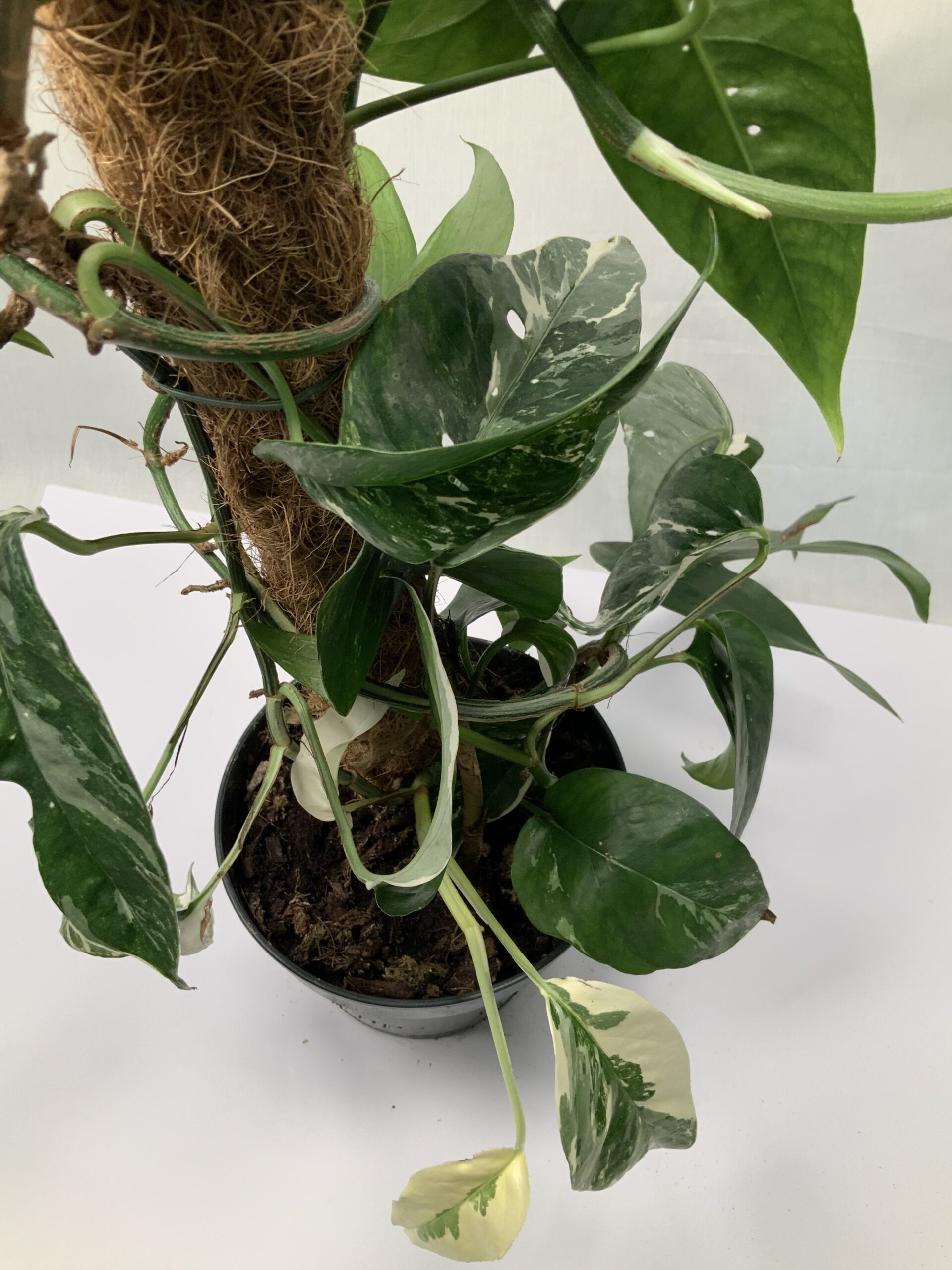 Epipremnum Pinnatum Variegata - Jo Plants