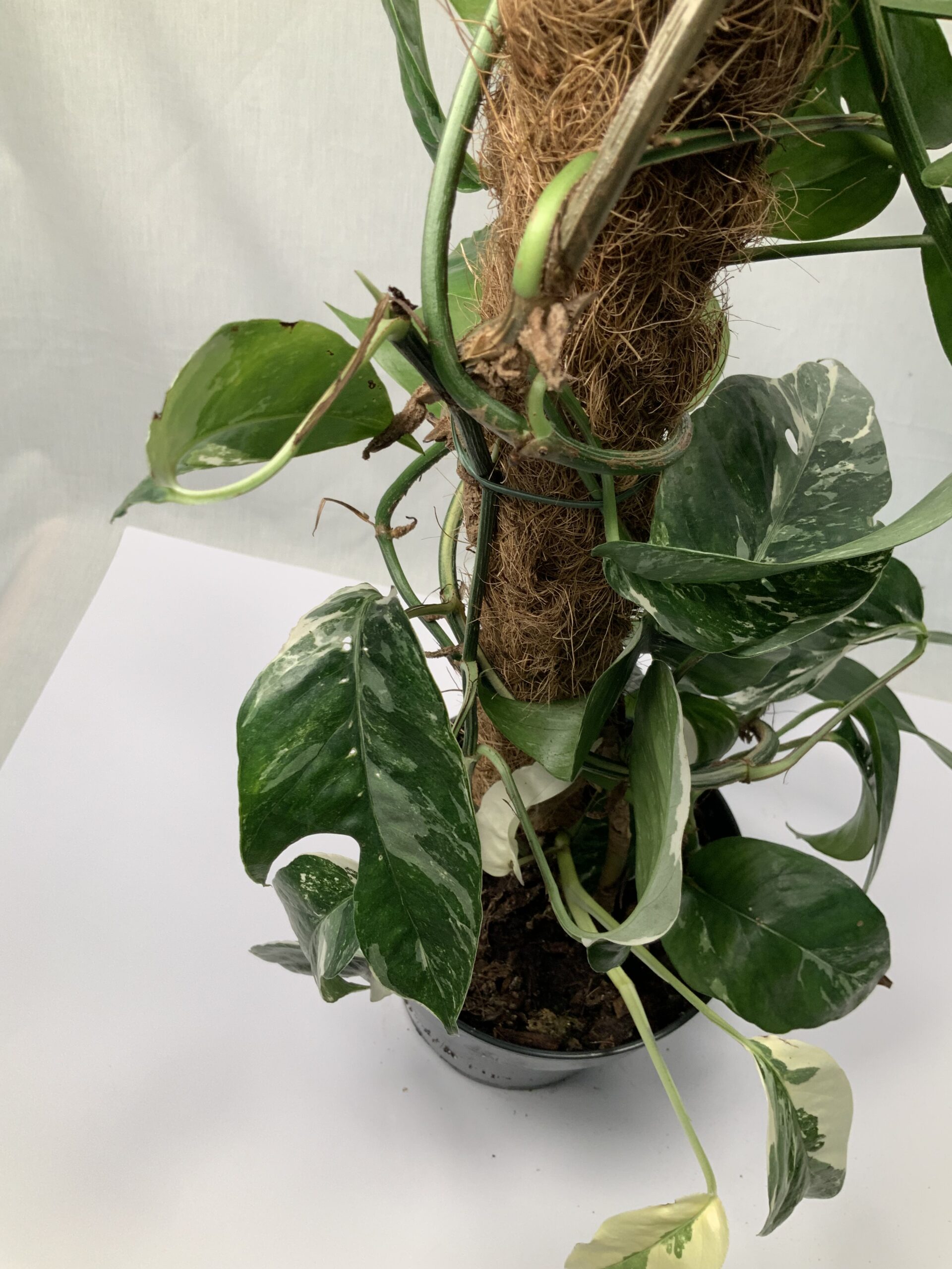 Epipremnum Pinnatum Variegata - Jo Plants