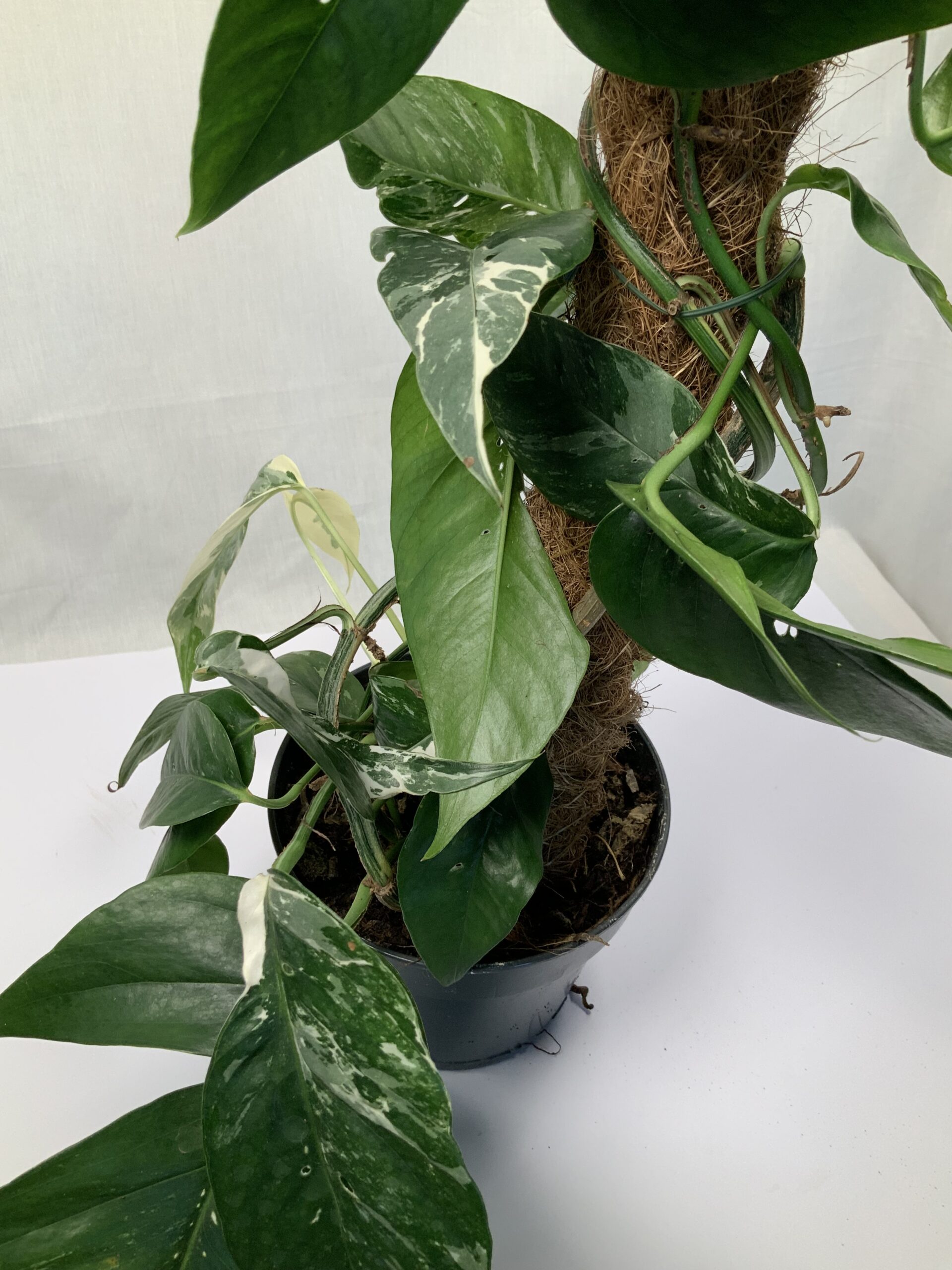 Epipremnum Pinnatum Variegata - Jo Plants