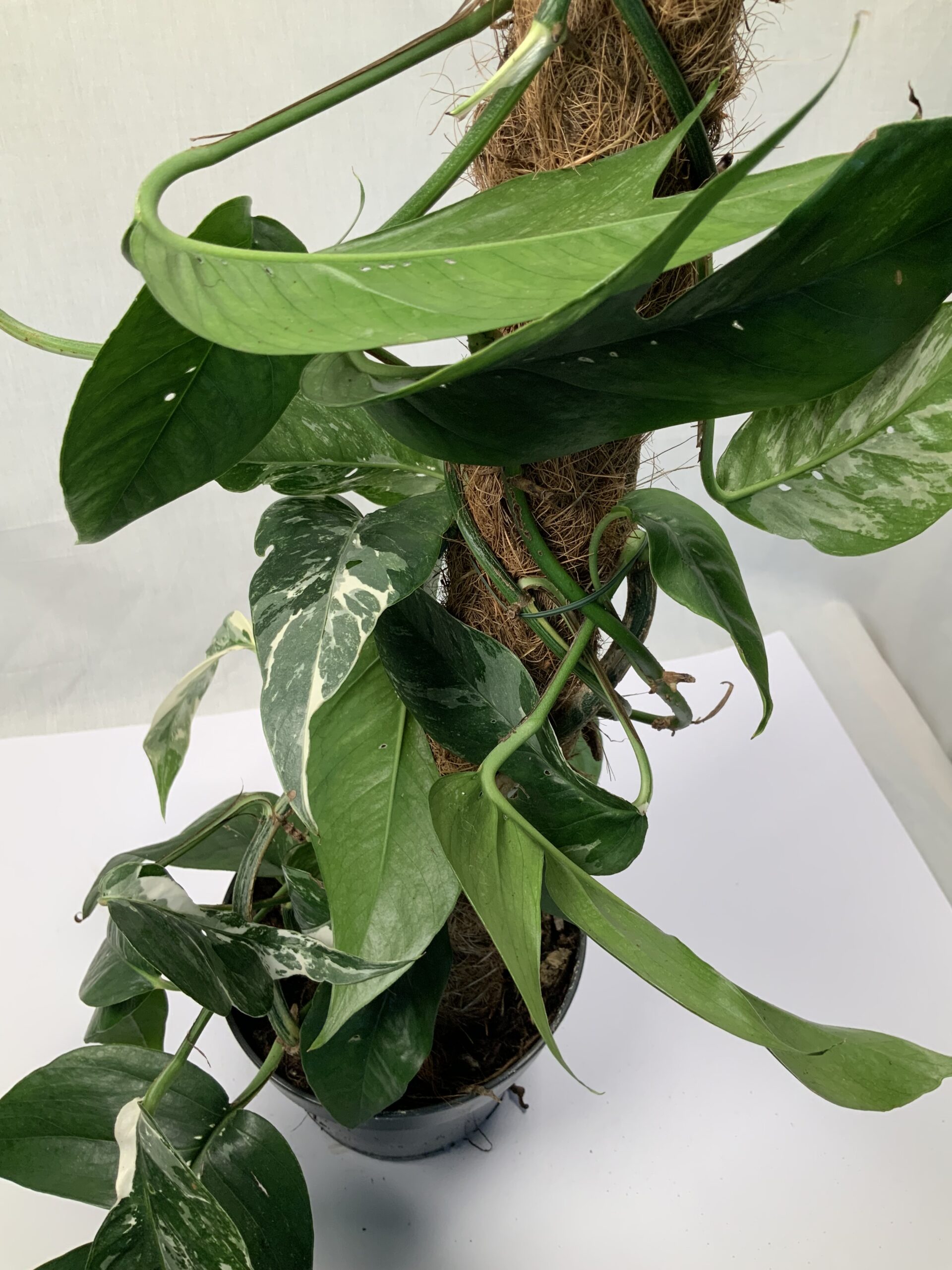 Epipremnum Pinnatum Variegata - Jo Plants