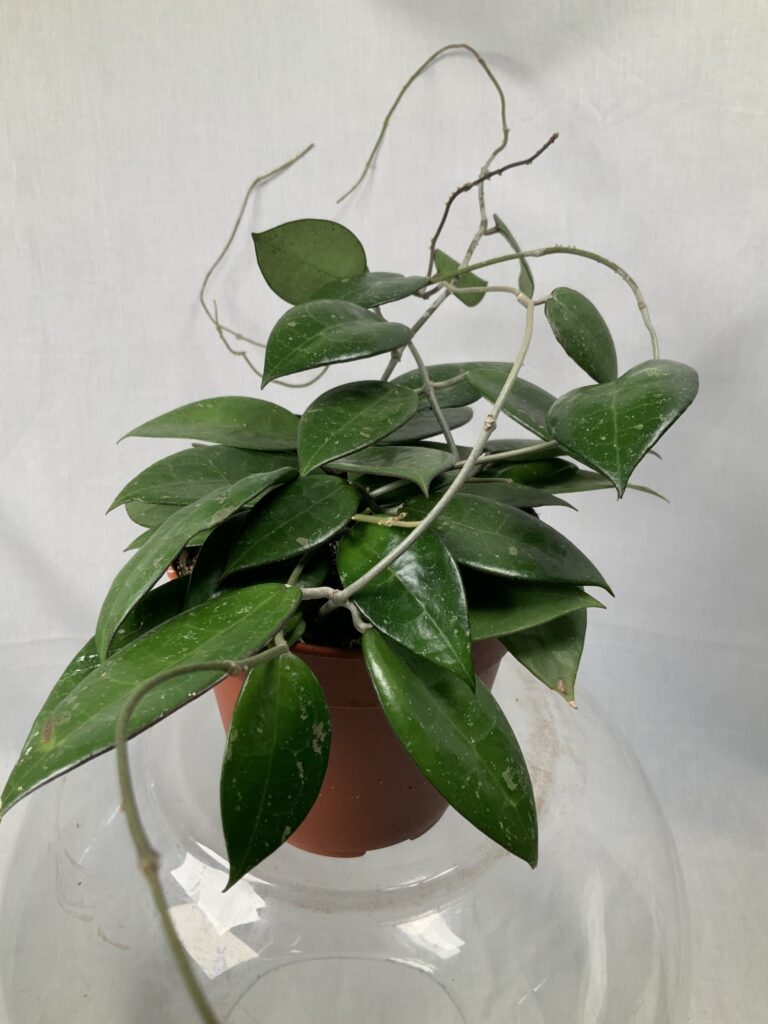 Hoya Parasitica 'Black Margin' - Jo Plants