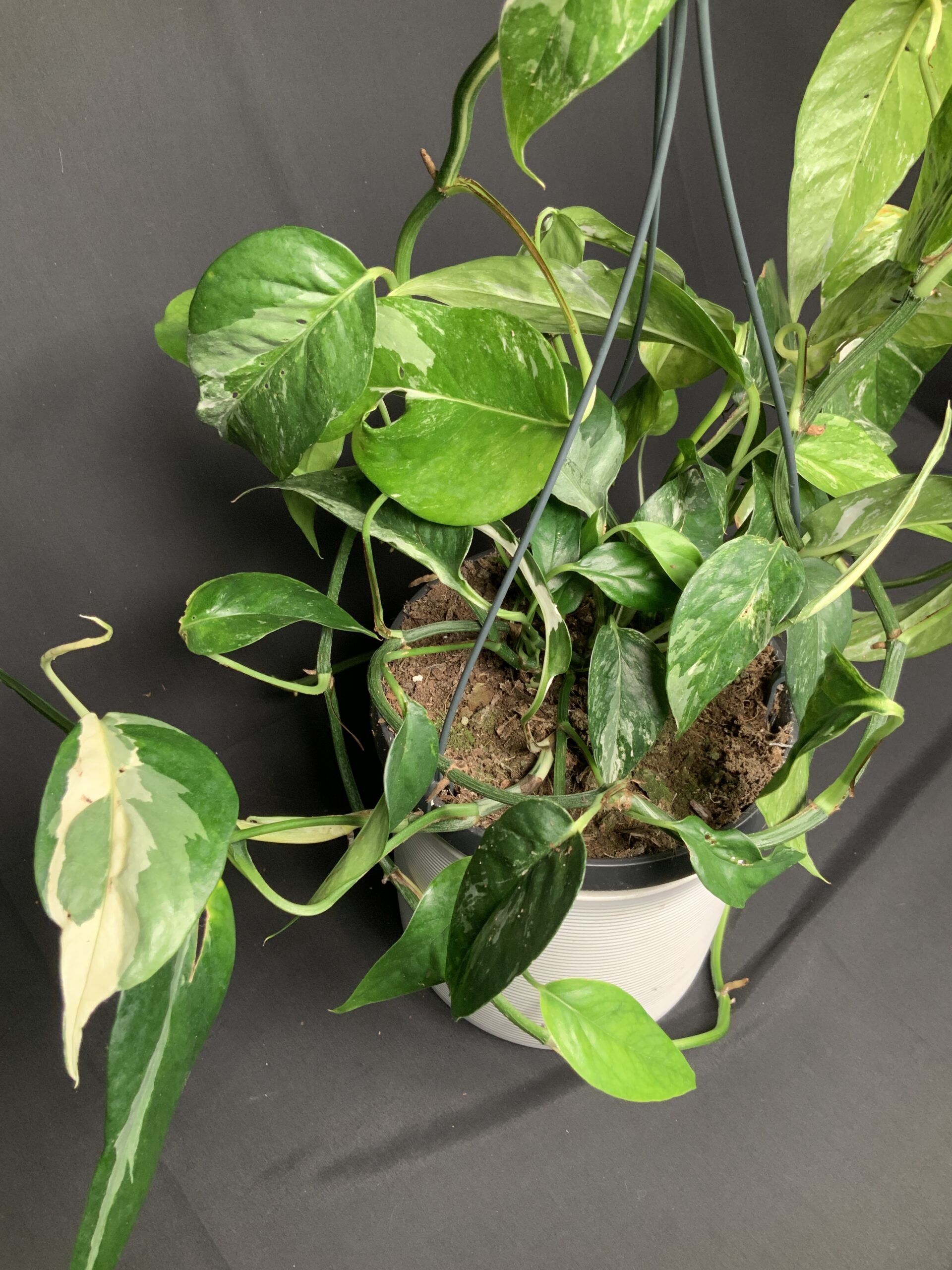 Epipremnum Pinnatum Variegata - Jo Plants