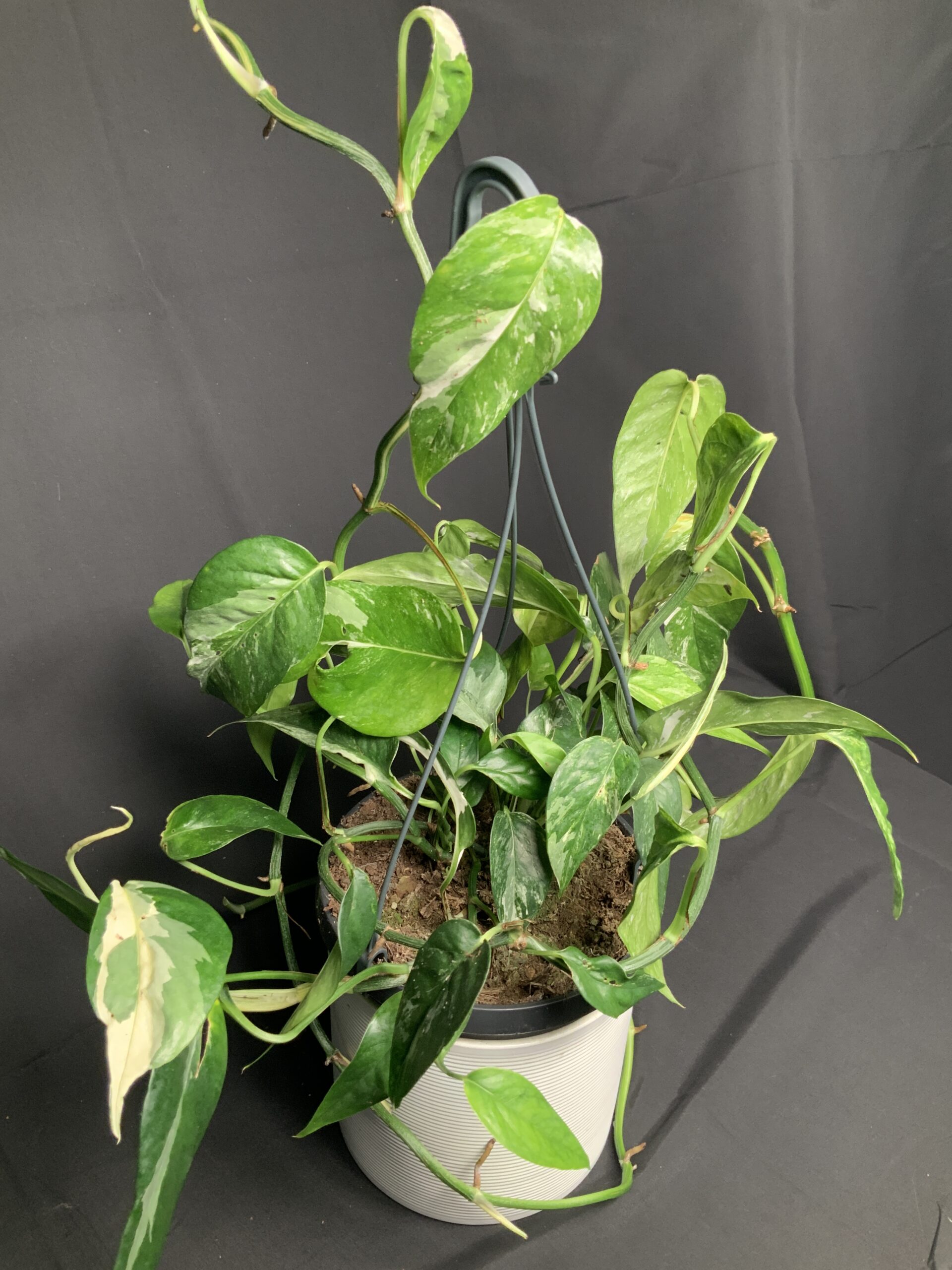 Epipremnum Pinnatum Variegata - Jo Plants