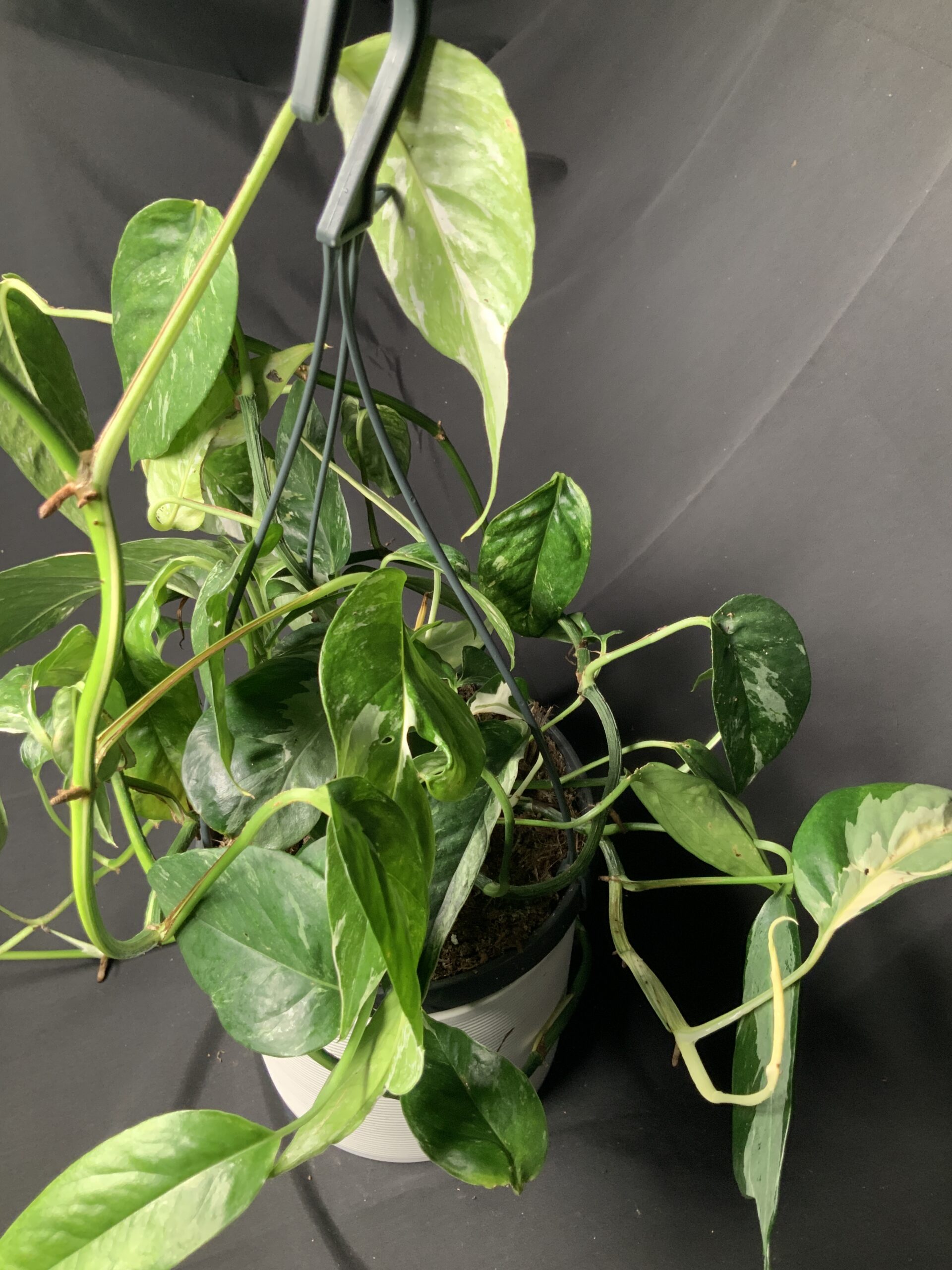 Epipremnum Pinnatum Variegata - Jo Plants