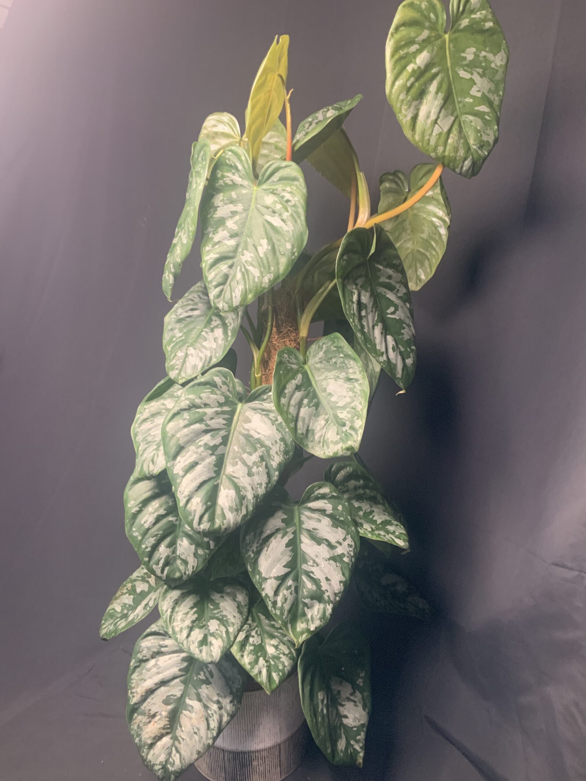 Philodendron Brandtianum Wild Form - Jo Plants